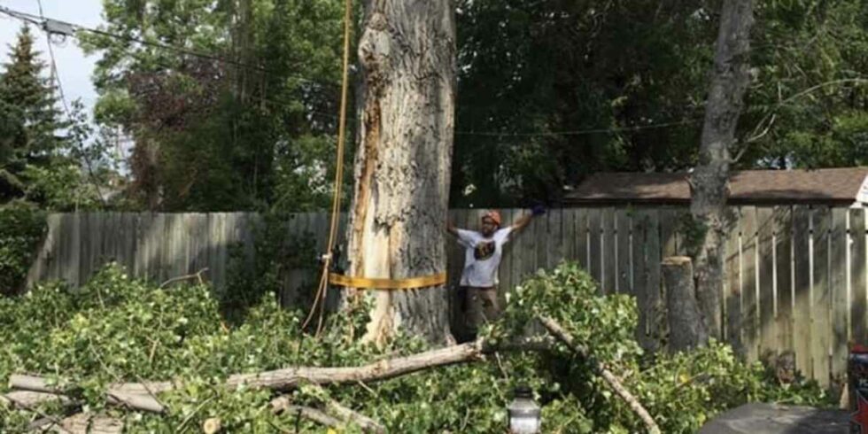 Stress Cracks in Trees: Causes of Bark Cracks and What to Do