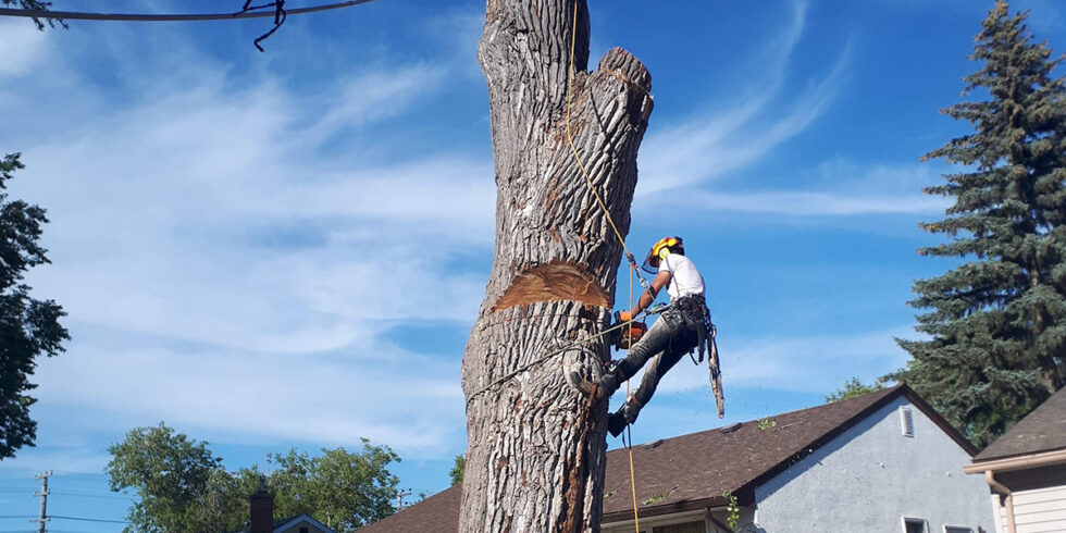 Tree Cutting Equipment and Tools Tree Care Experts Use